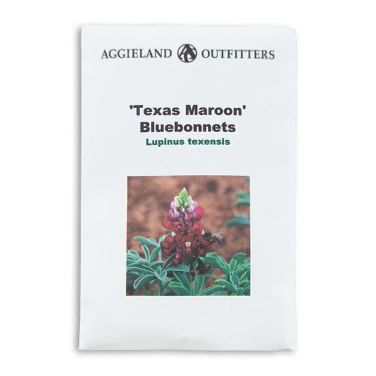 Maroon Bluebonnet Seeds