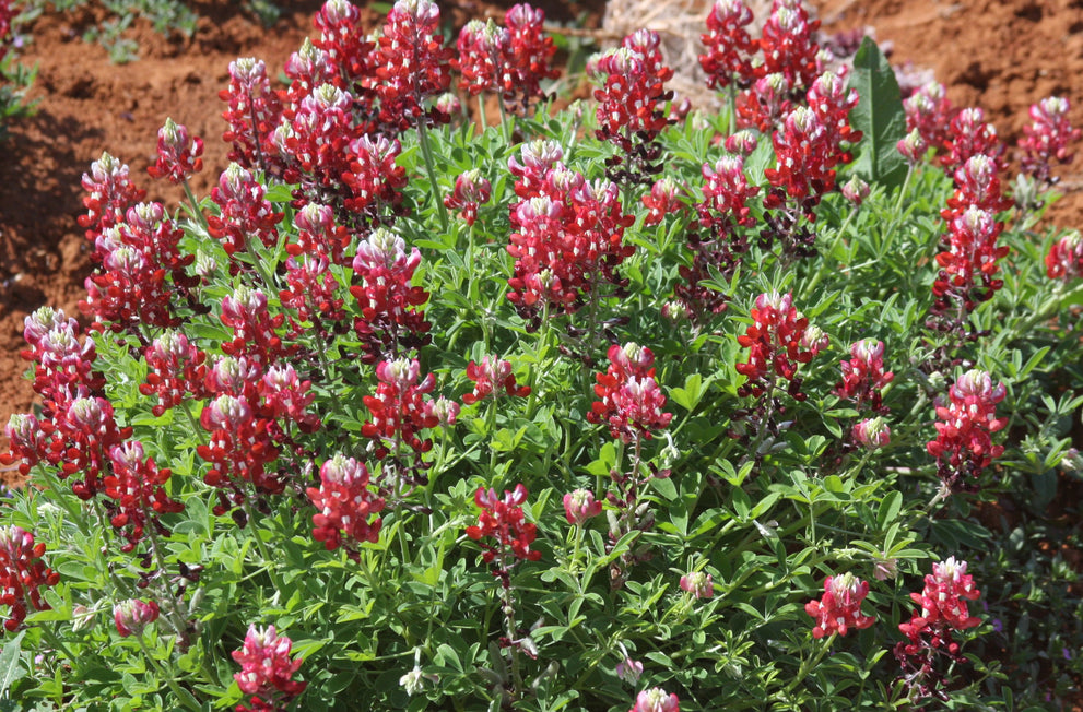 Maroon Bluebonnet Seeds